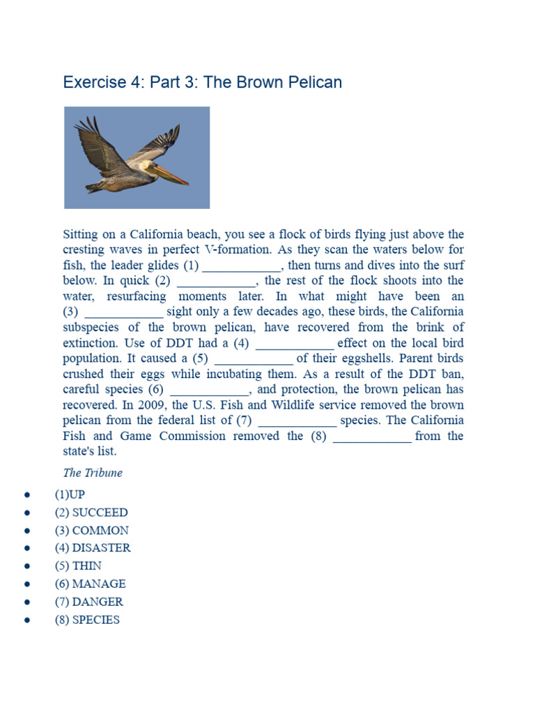 Exercise 4 - Part 3 - The Brown Pelican | PDF