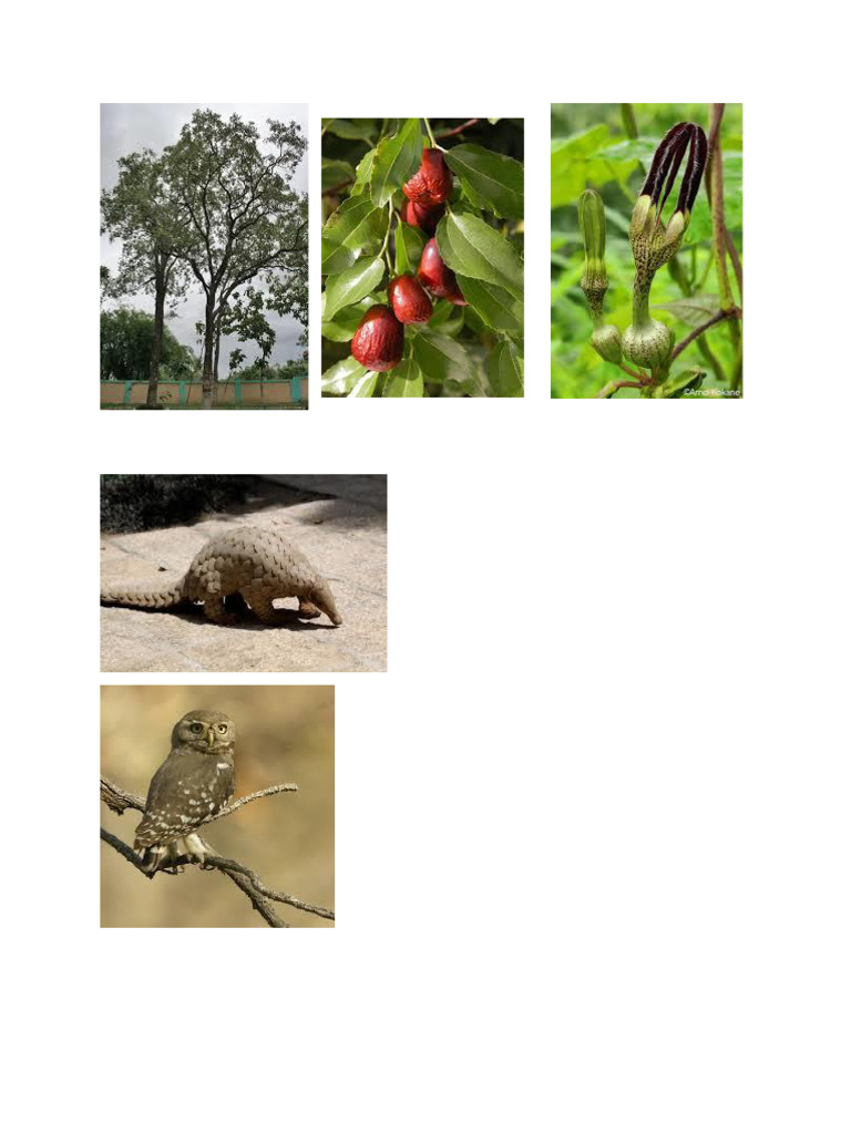 Bio Project | PDF