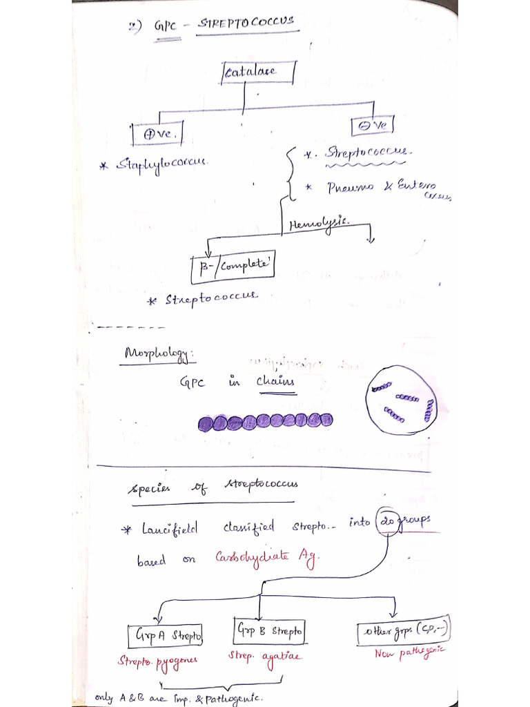 GPC - Streptococcus | PDF