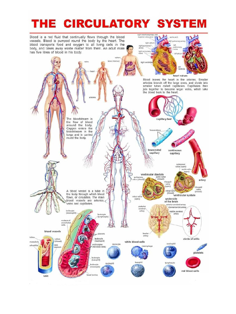 Circulatory System BOOKLET 2024 | PDF | Circulatory System | Heart Valve