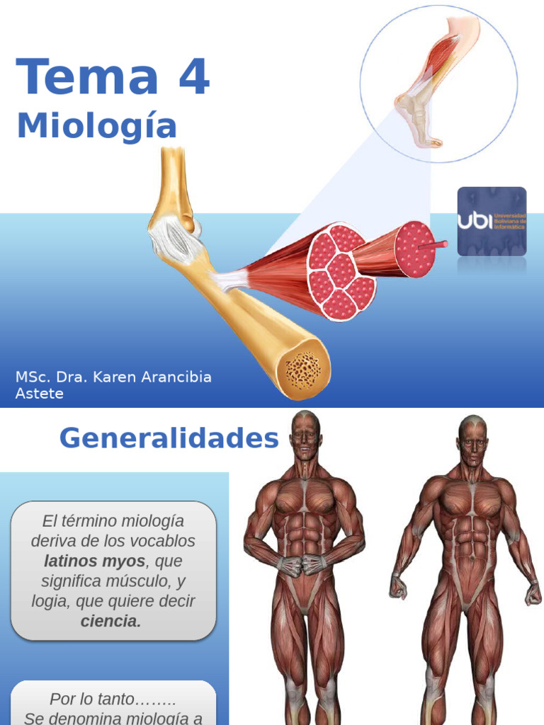 TEMA 4 MIOLOGIA | PDF | Músculo | Músculo esquelético