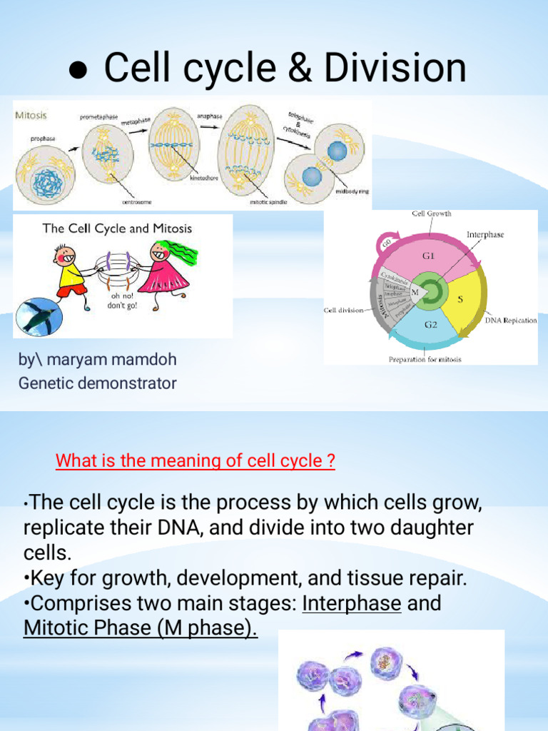 Cell cycle & Division | PDF | Mitosis | Cell Cycle
