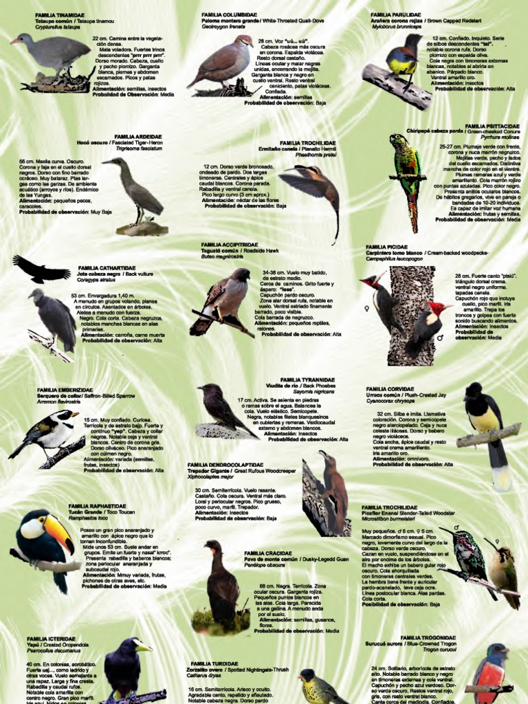 Folleto de Reconocimiento Aves | PDF