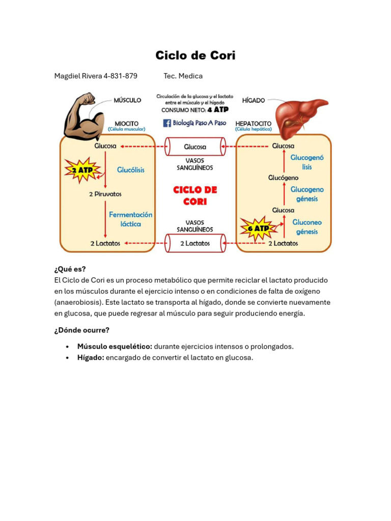 Ciclo de Cori | PDF