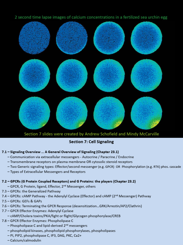 W25 - Section 7 - Signaling - Slides | PDF | Apoptosis | Signal ...