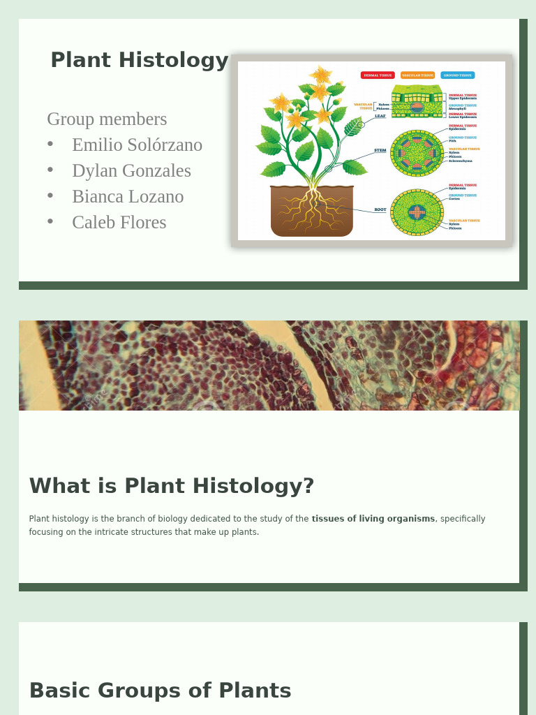 Exploring Plant Histology | PDF | Plant Stem | Tissue (Biology)