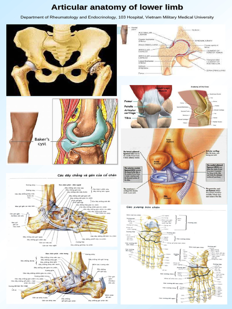 Lower Limb Joints | PDF