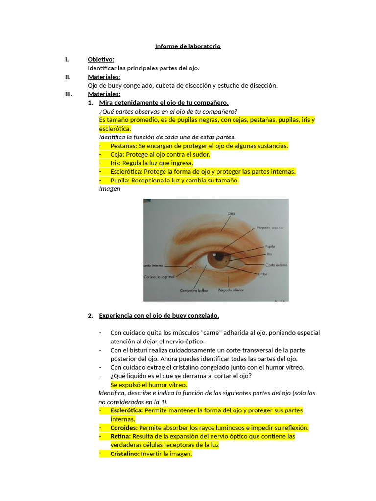 Partes del Ojo: Informe de Laboratorio | PDF | Ojo | Óptica