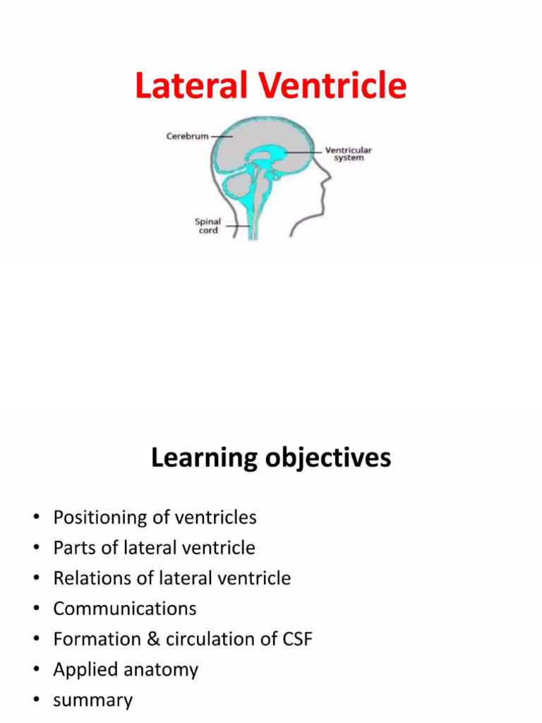 Lateral Ventricle | PDF