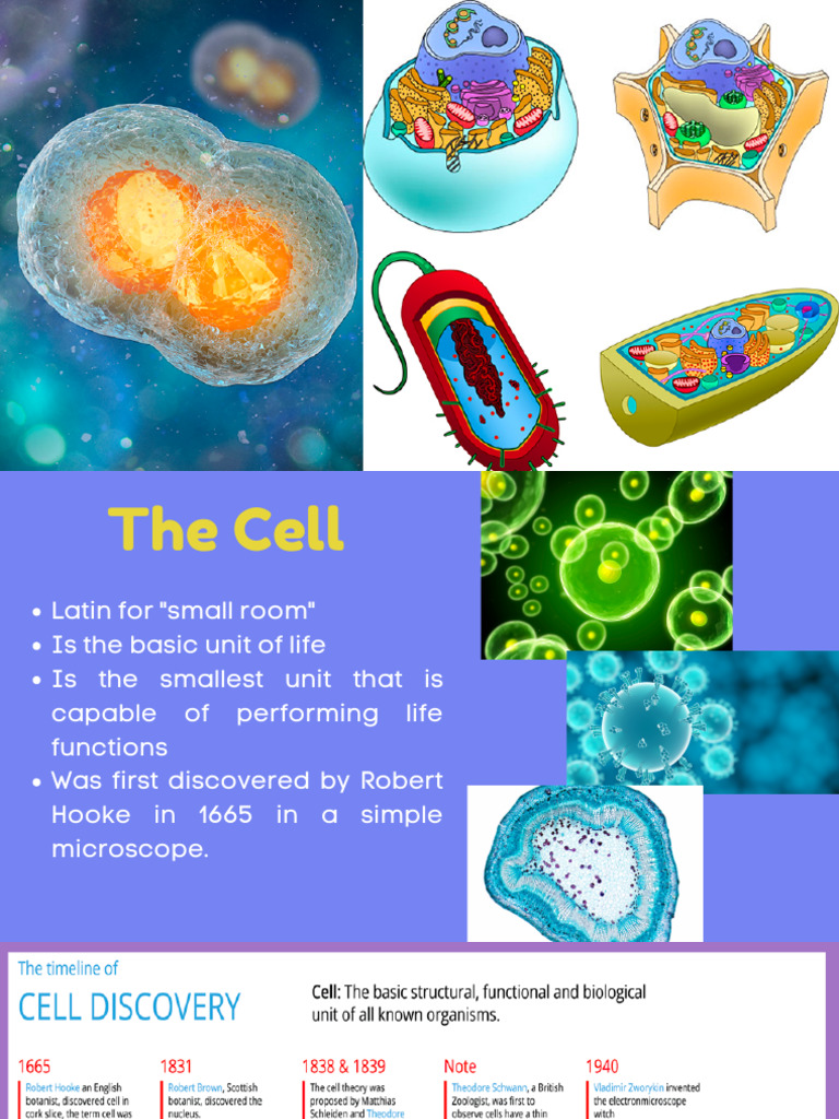 The Cell, Its Structure and Function | PDF | Cell (Biology) | Organelle
