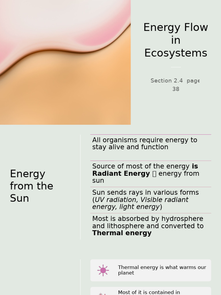 Lesson 2 Energy Flow in Ecosystems | PDF | Photosynthesis | Plants