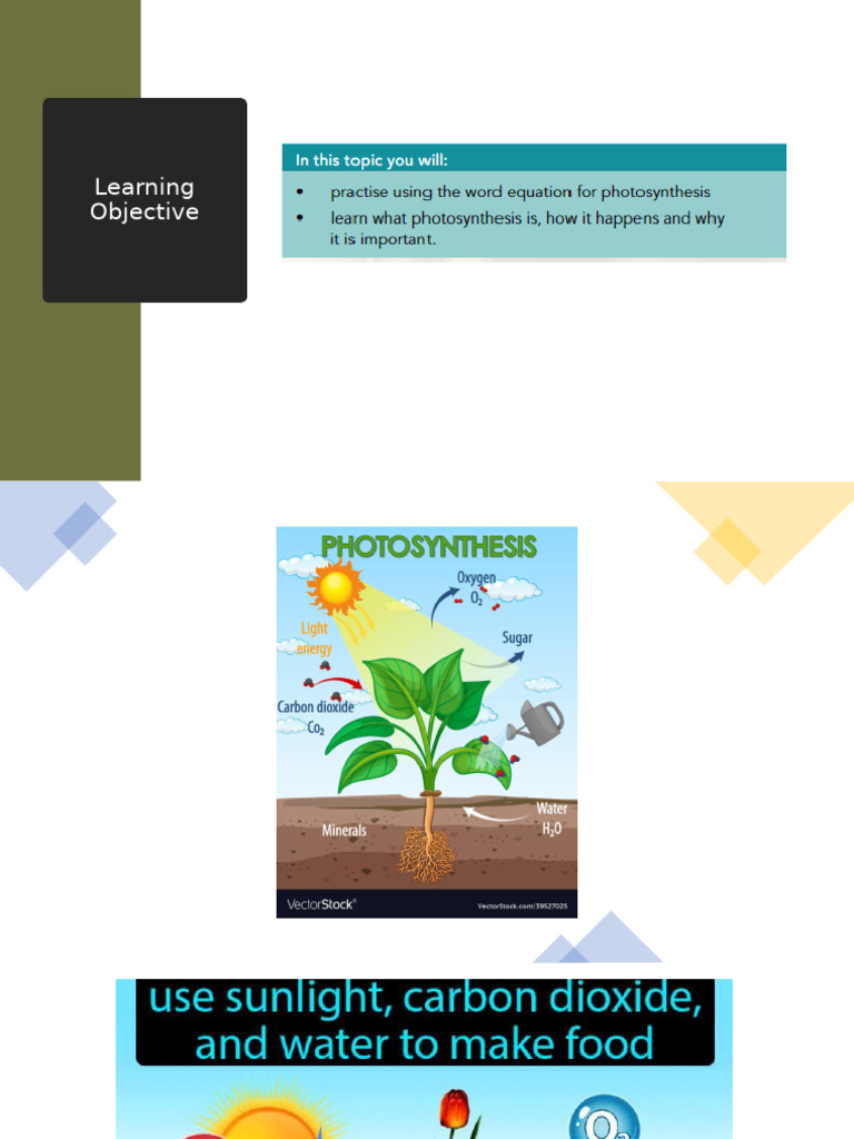 Photosynthesis and Carbon Cycle Part 1 | PDF | Photosynthesis ...