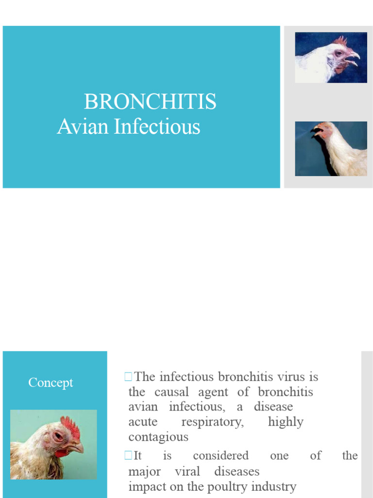Avian Infectious Bronchitis Overview | PDF | Infection | Virus