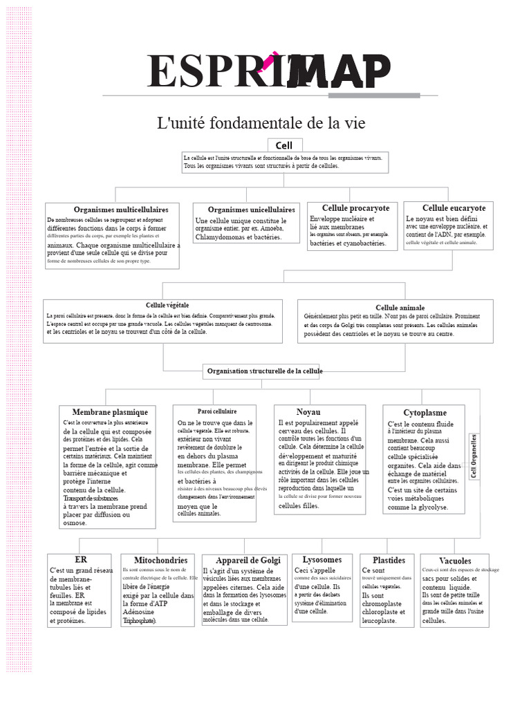 Carte Mentale | PDF | Cellule (Biologie) | Cytoplasme