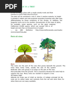 Tree Cross Section Parts and Functions | PDF | Trees | Wood