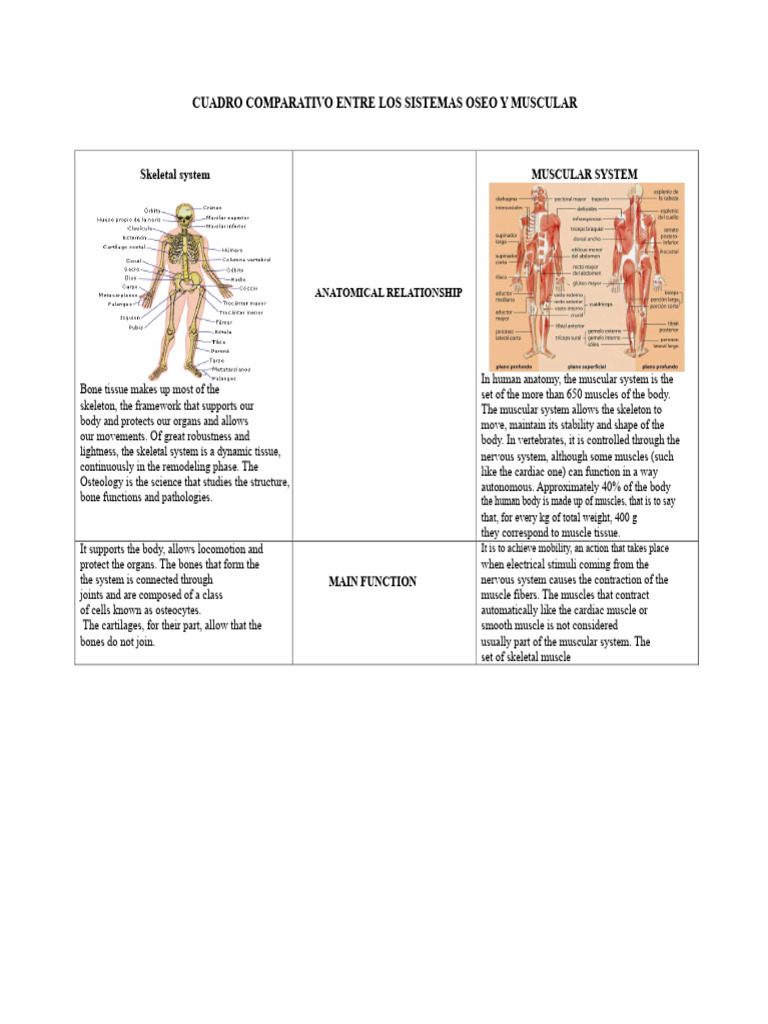 Comparative Table Between The Skeletal and Muscular Systems | PDF ...