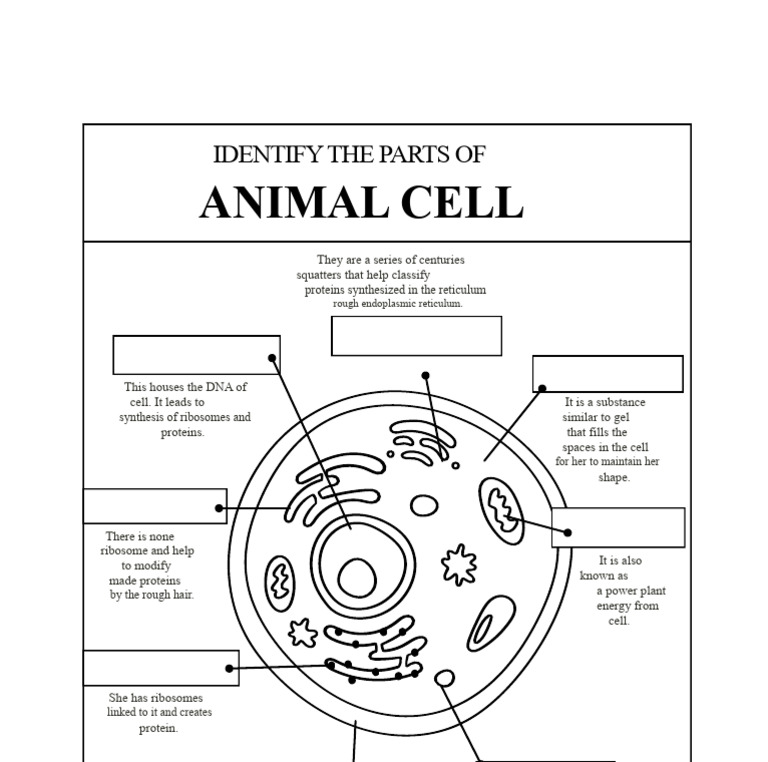 Activity Parts of The Animal Cell | PDF