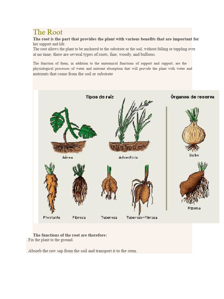 The Root, Stem, and Leaves | PDF | Root | Leaf