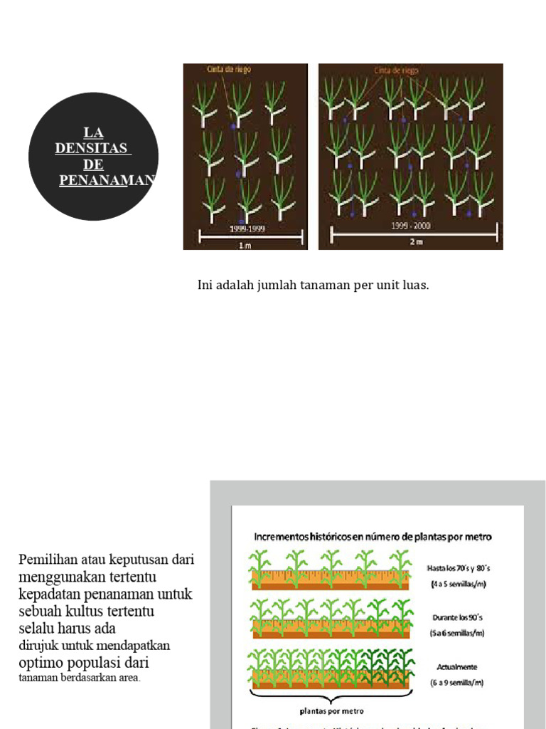 Panduan Kepadatan Penanaman Tanaman | PDF