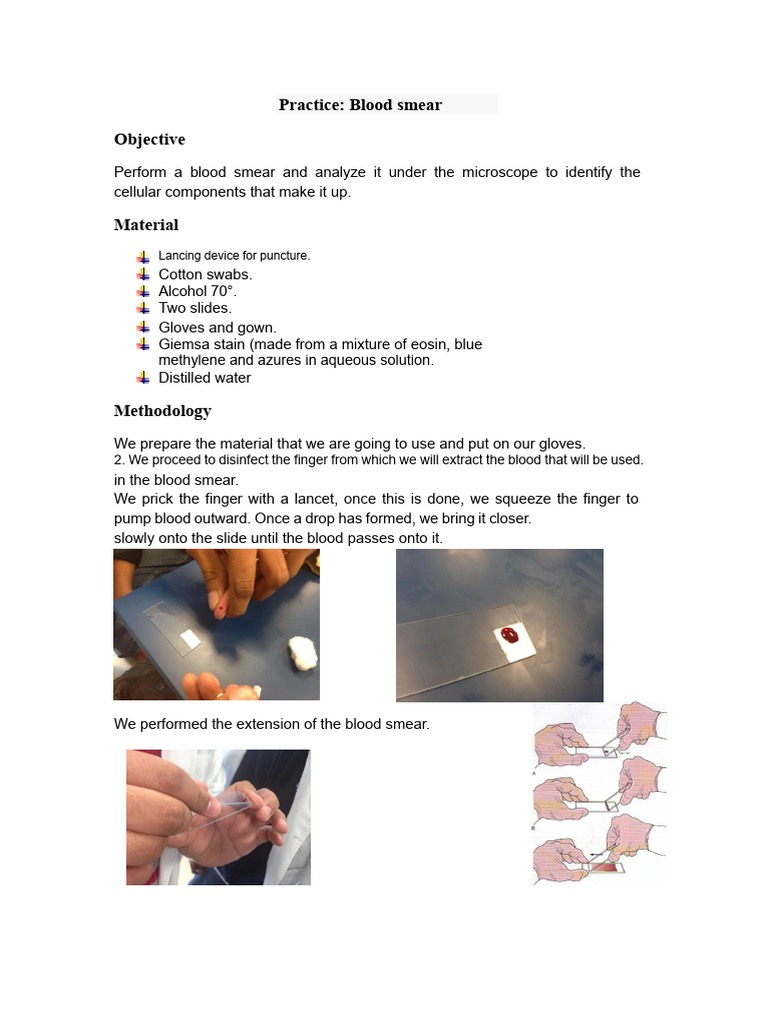 Blood Smear Practice | PDF | Granulocyte | Lymphocyte