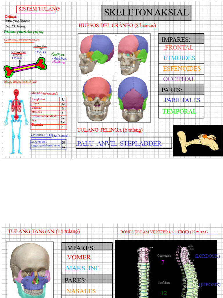 Sistem Tulang 206 Tulang | PDF