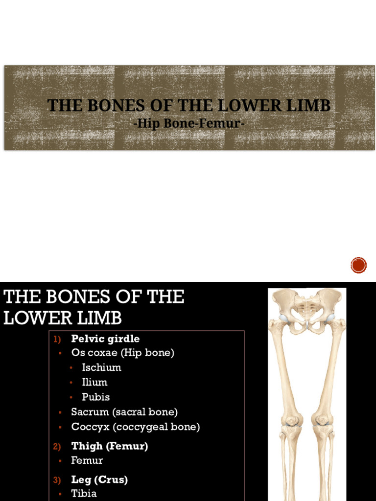 The Bones of The Lower Extremi̇ty | PDF | Pelvis | Hip