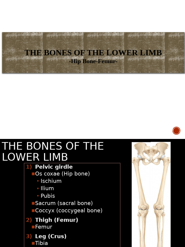 The Bones of The Lower Extremi̇ty | PDF | Pelvis | Lower Limb Anatomy