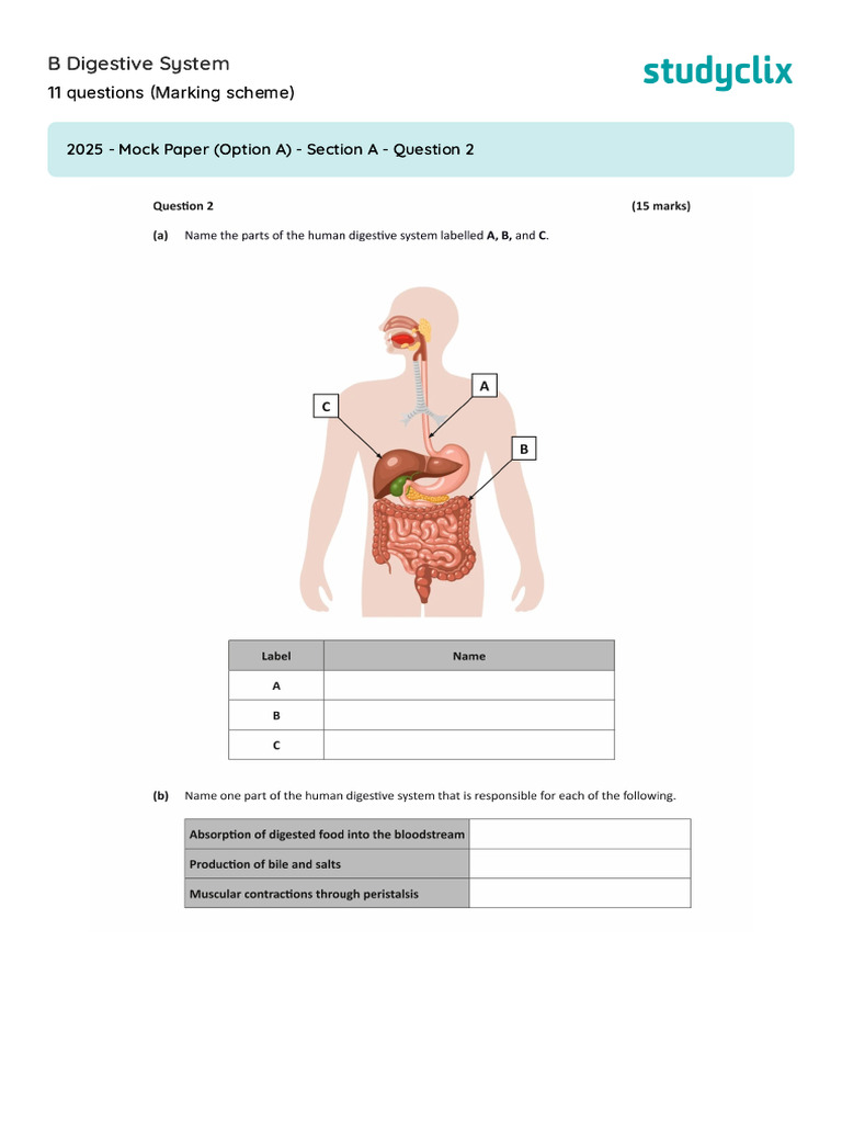 B Digestive System Questions With Marking-Scheme | PDF