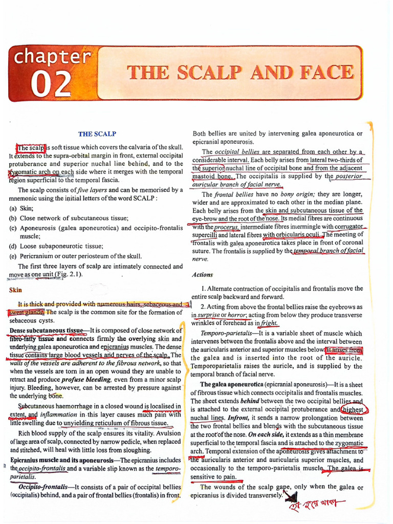 The Scalp & Face | PDF