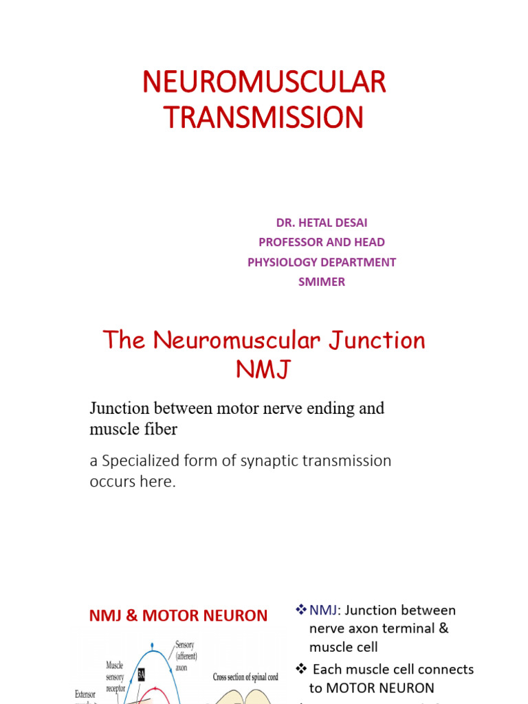 Neuromuscular Junction NMJ | PDF | Neuromuscular Junction | Motor Neuron