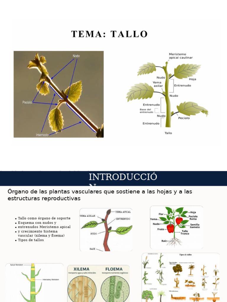 Tallo Botanica | PDF | Tallo de la planta | Raíz