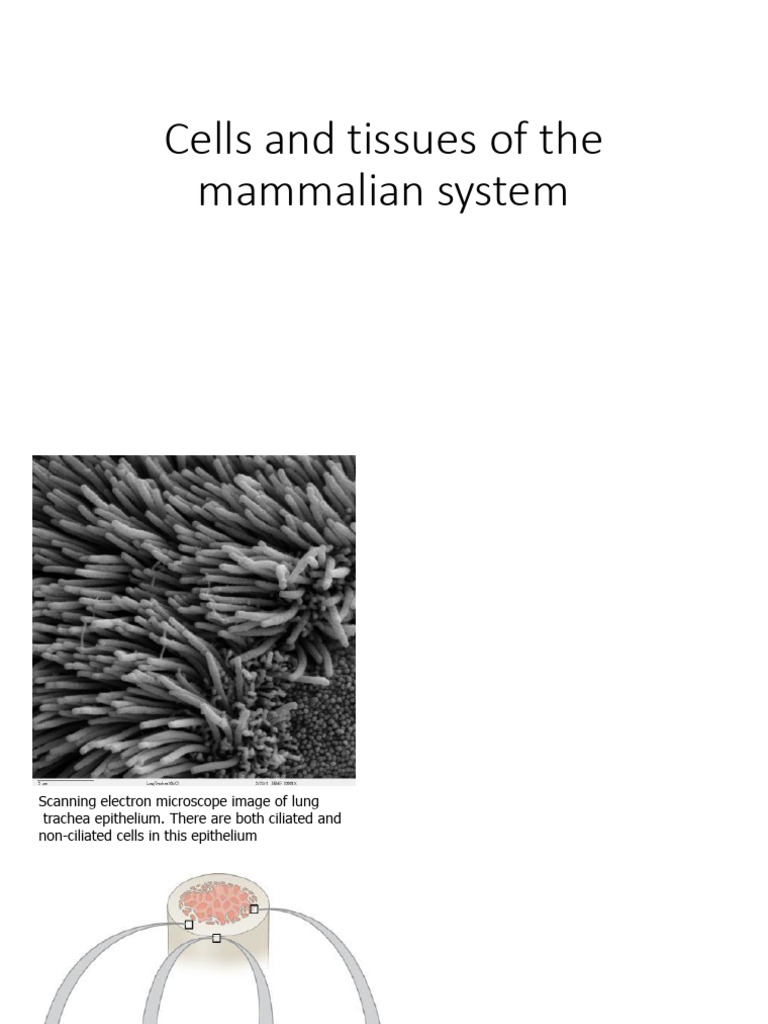 Cells and Tissues of The Mammalian System | PDF | Connective Tissue ...