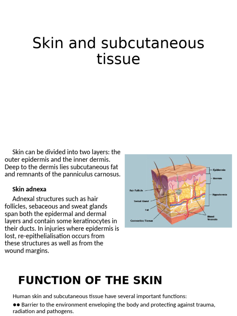 Skin Anatomy and Pathophysiology Overview | PDF | Melanoma | Epidermis