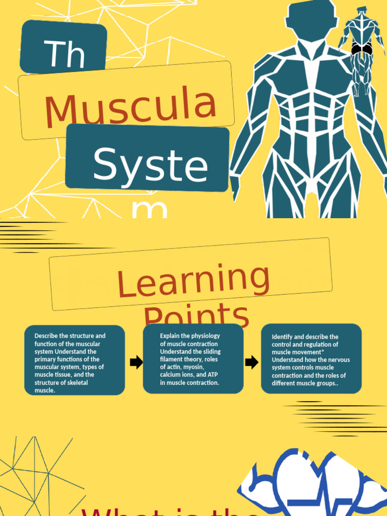 Muscular System(Powerpoint) | PDF | Muscle | Skeletal Muscle