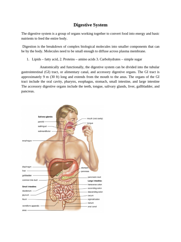 Anatomy of The Digestive System | PDF | Stomach | Human Digestive System