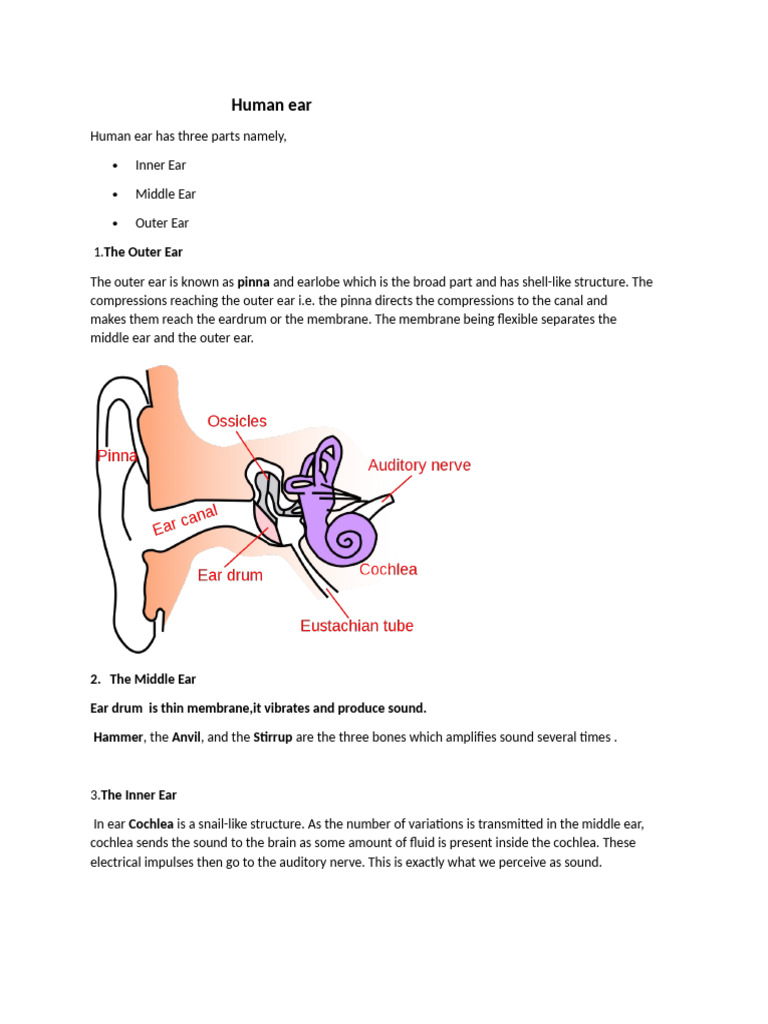 78human Ear Has Three Parts Namely | PDF