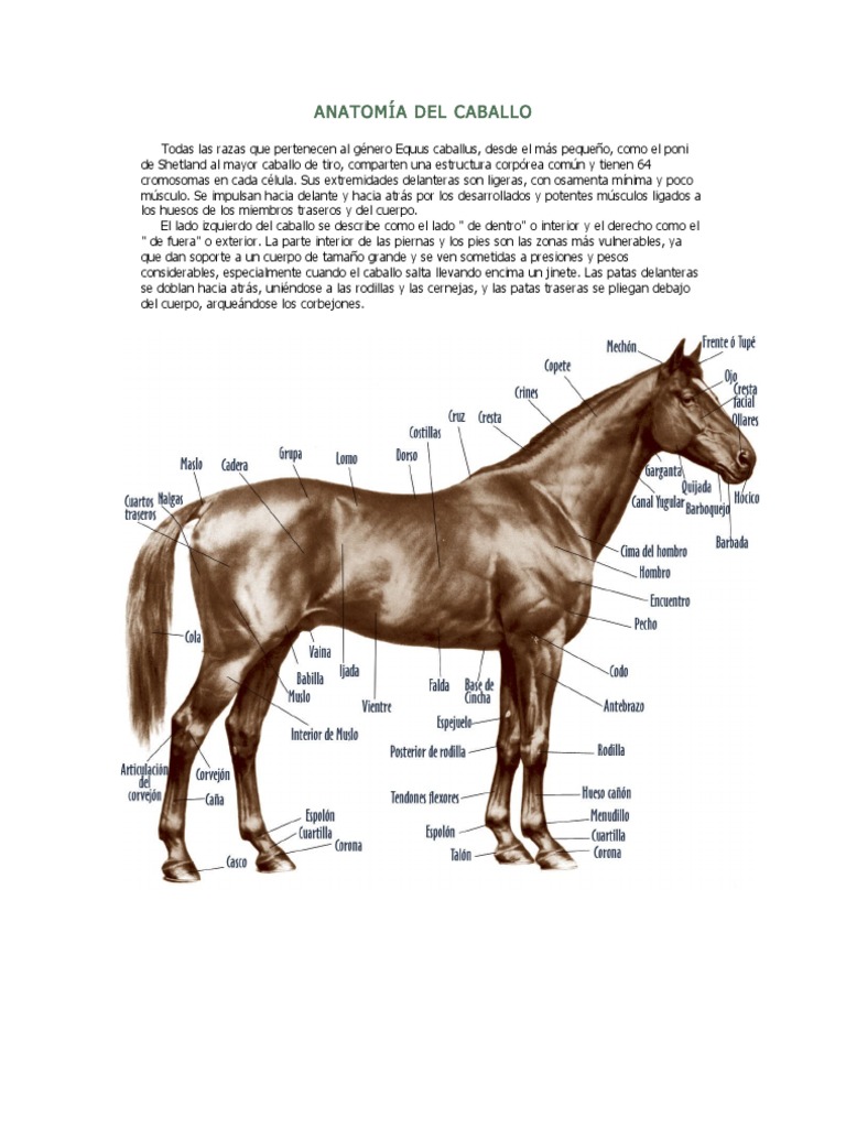 Anatomia Del Caballo | PDF