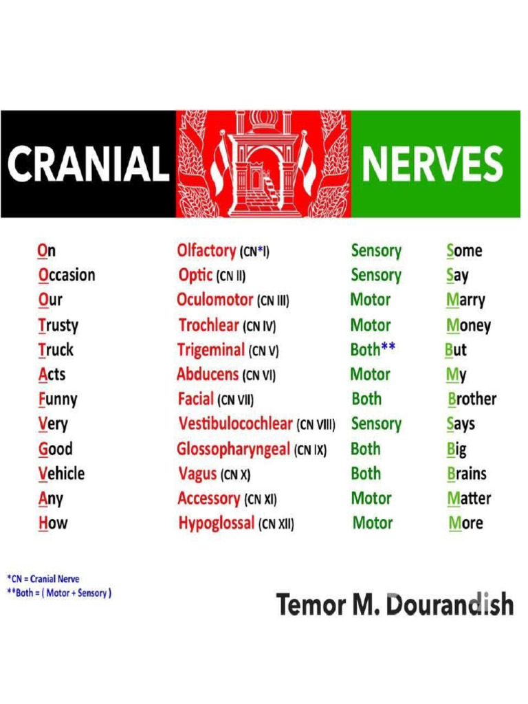 12 Cranial Nerves | PDF