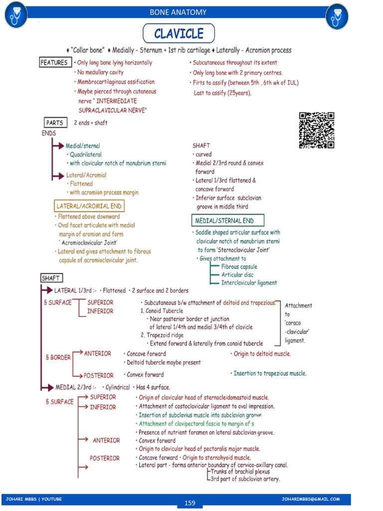 Bone Anatomy and X-Ray Insights | PDF