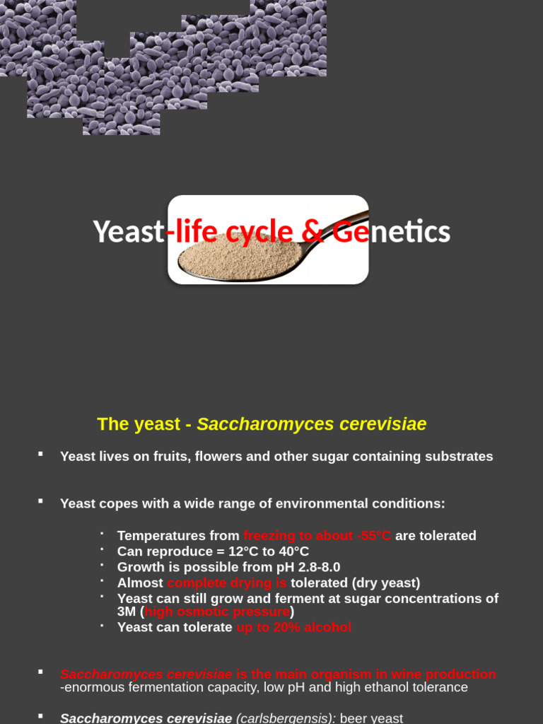 Yeast Genetics Mating Cell Division Sporulation | PDF | Yeast ...