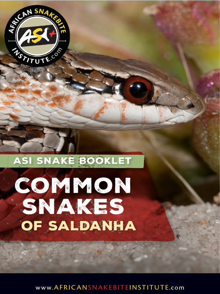 Snake Booklet Common Snakes of Saldanha | PDF | Venomous Snakes | Snake