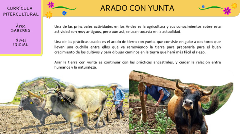 Arado con Yunta en la Agricultura Andina | PDF