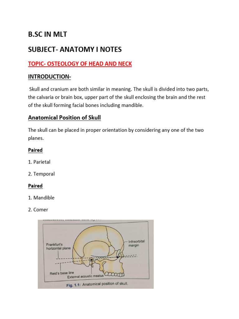 Osteology of Head and Neck Notes | PDF | Skull | Vertebra