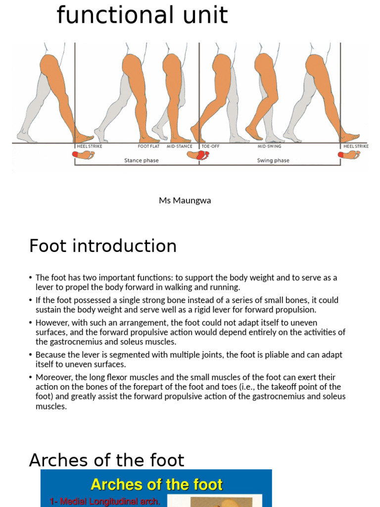 Functions and Structure of the Foot | PDF