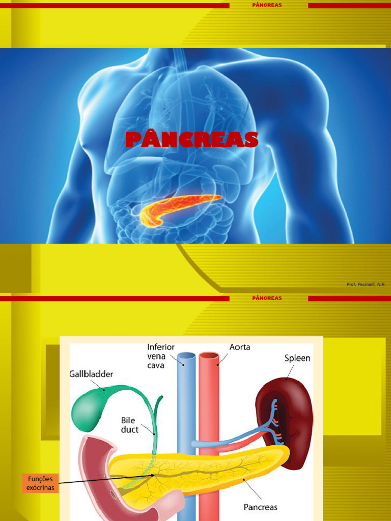 Pâncreas | PDF | Diabetes | Pâncreas