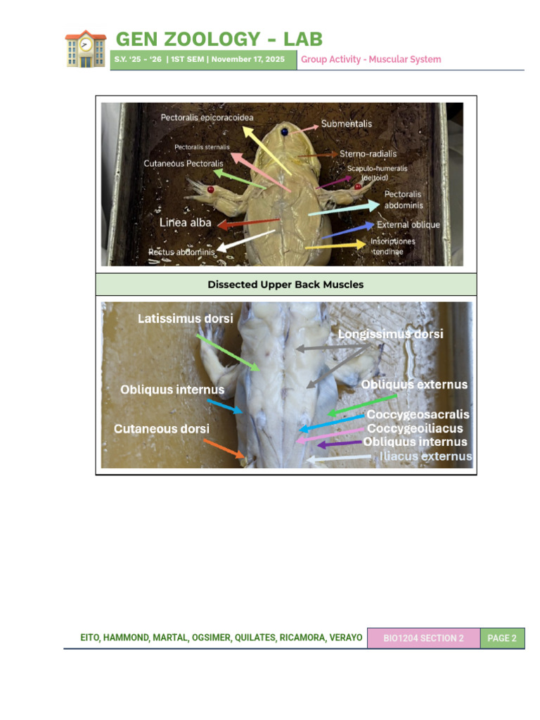 Zoology Lab Answer Bank | PDF