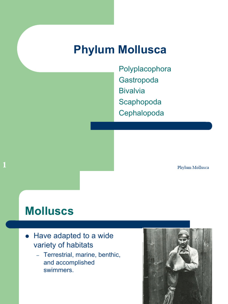 Overview of Phylum Mollusca Characteristics | PDF | Mollusca | Nematode