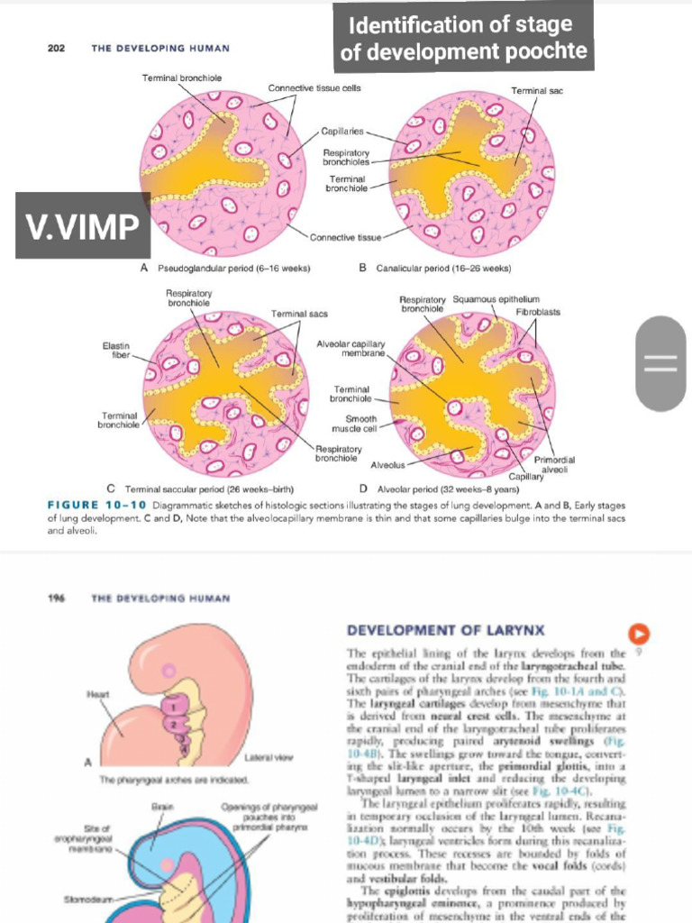 Embryo Ospe | PDF