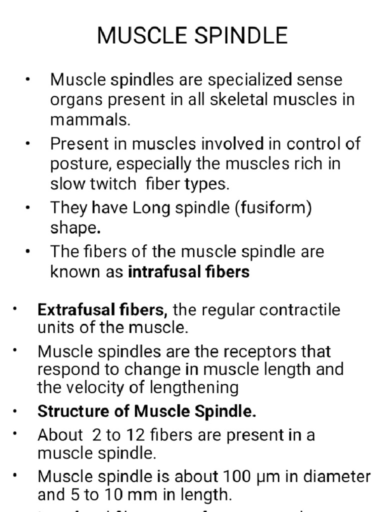 Muscle Spindle Phoenix | PDF