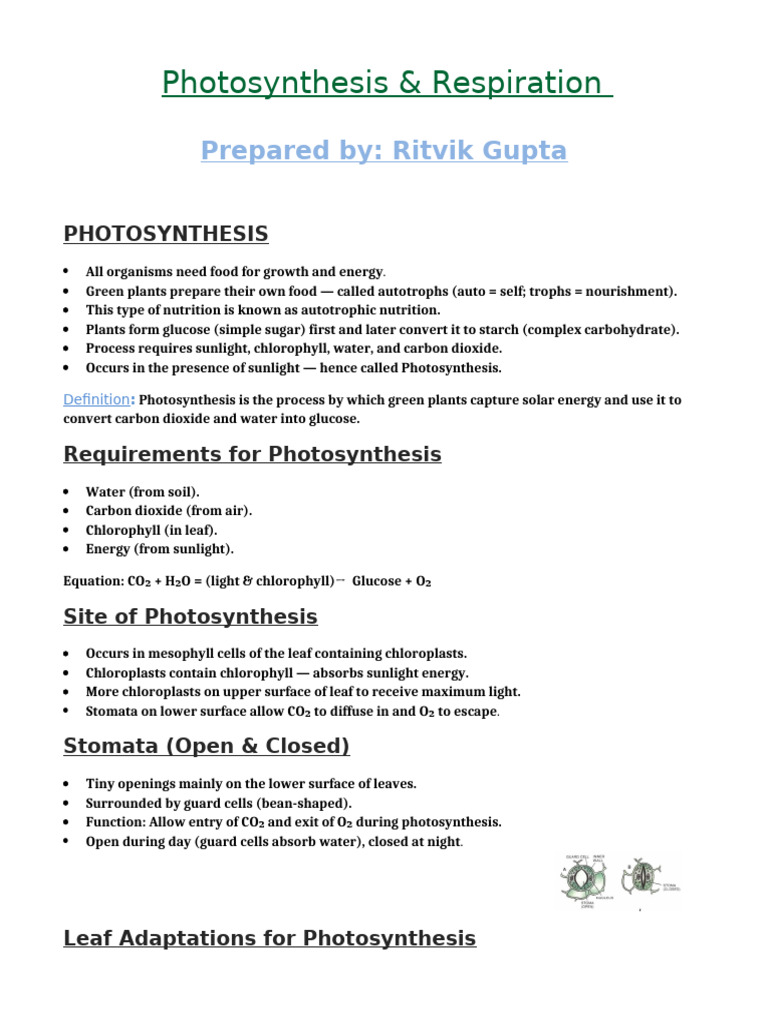 Photosynthesis and Respiration Explained | PDF | Cellular Respiration ...